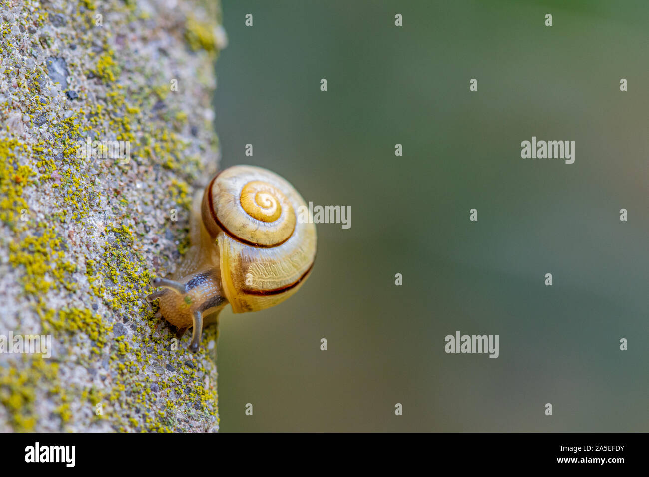 a small snail with a yellow snail shell crawls on a concrete pile Stock ...