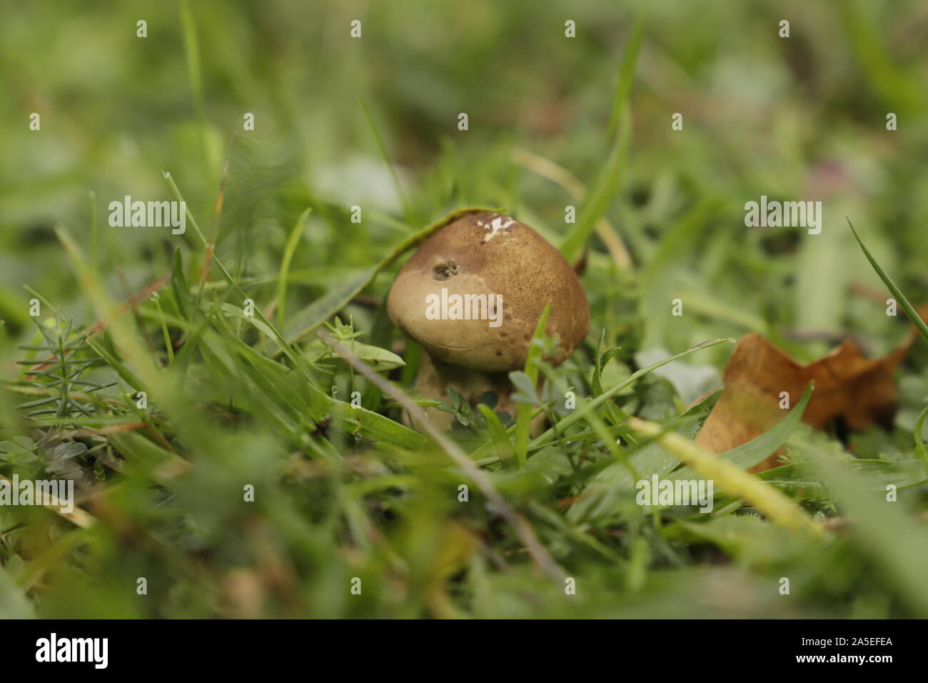 Leopard Earth Ball Fungus Scleroderma High Resolution Stock Photography ...