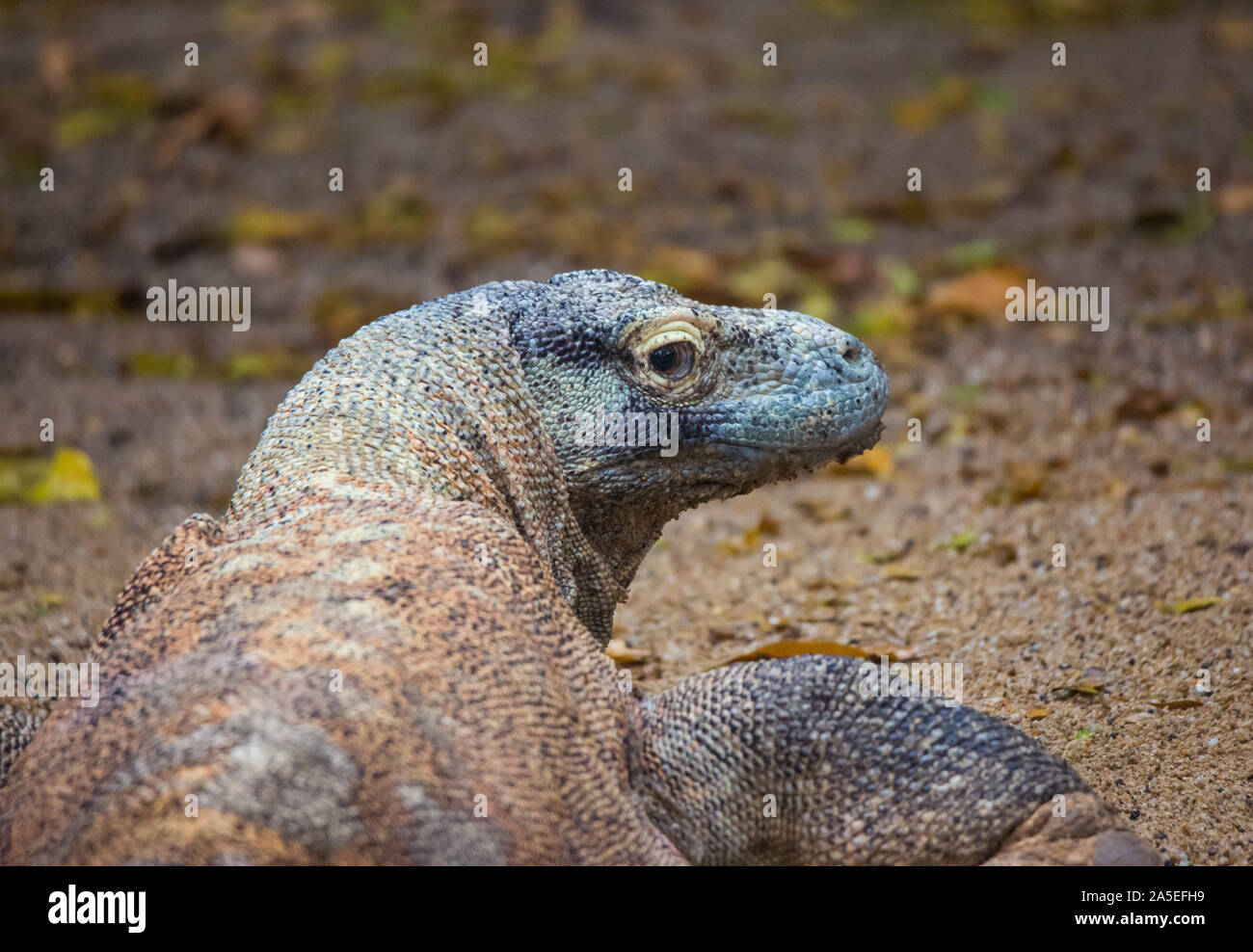 Closeup portrait of Komodo Dragon, the largest lizard in the world ...