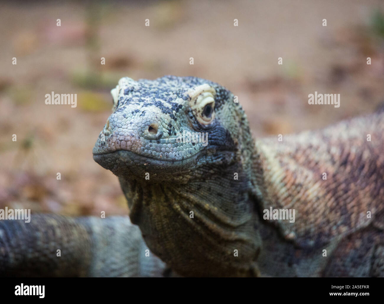 Closeup portrait of Komodo Dragon, the largest lizard in the world ...