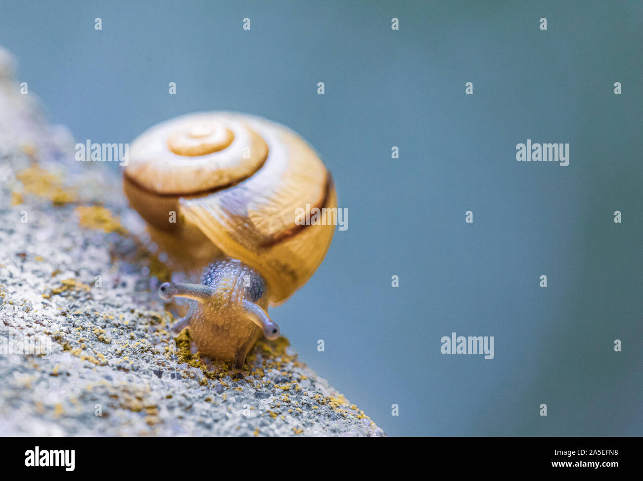 a small snail with a yellow snail shell crawls on a concrete pile Stock ...