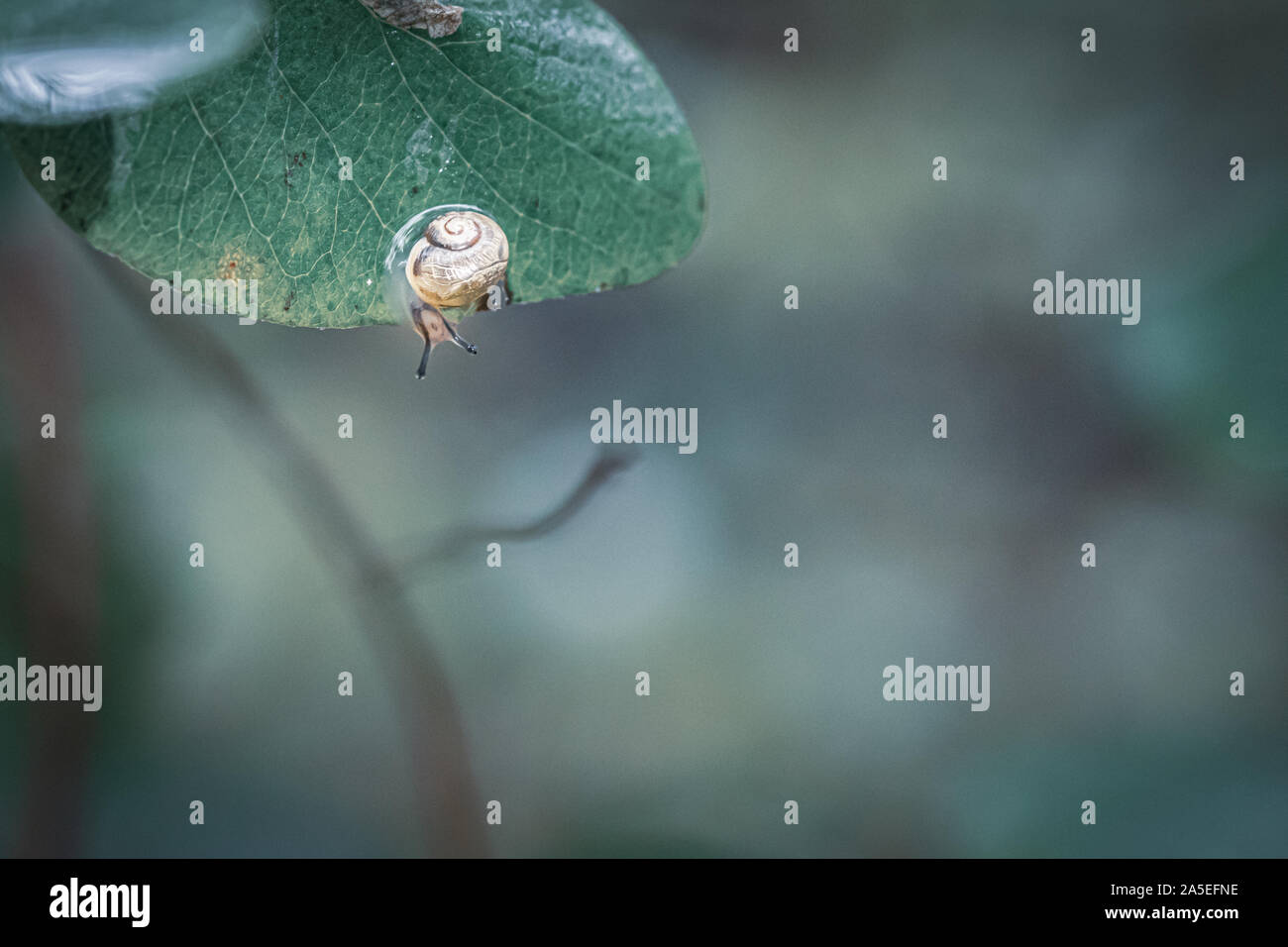 a tiny snail with a yellow snail shell sits on a green leaf and looks ...