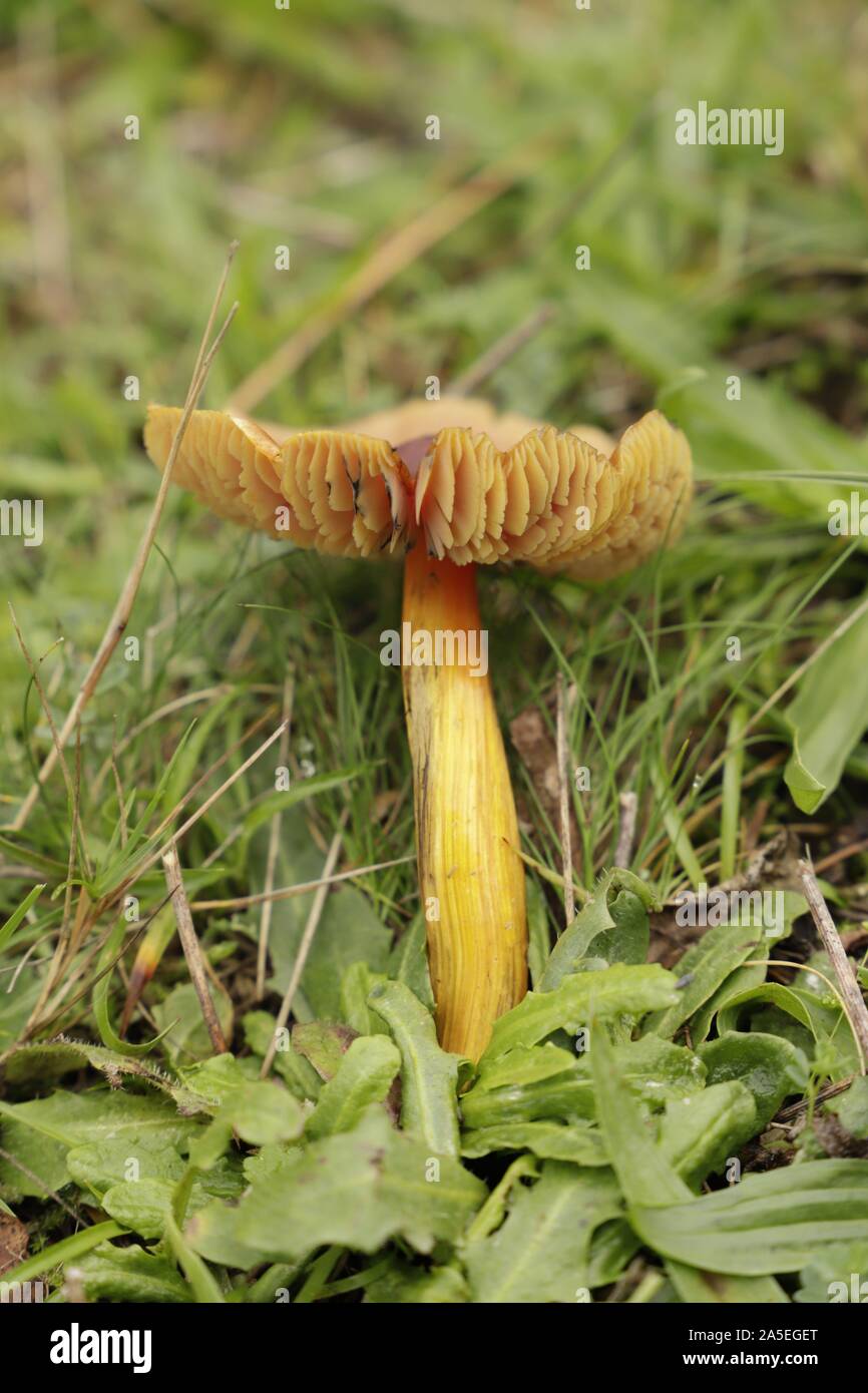 Vermillion waxcap hi-res stock photography and images - Alamy
