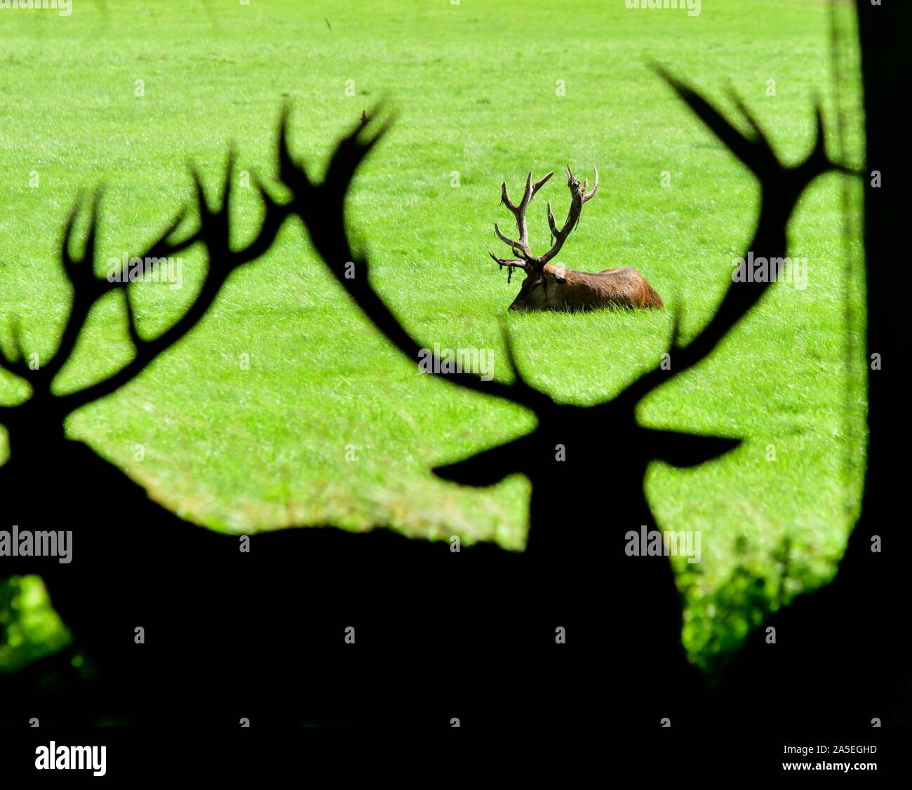 Red Deer in the distance,with deer and antlers in Silhouette in the ...
