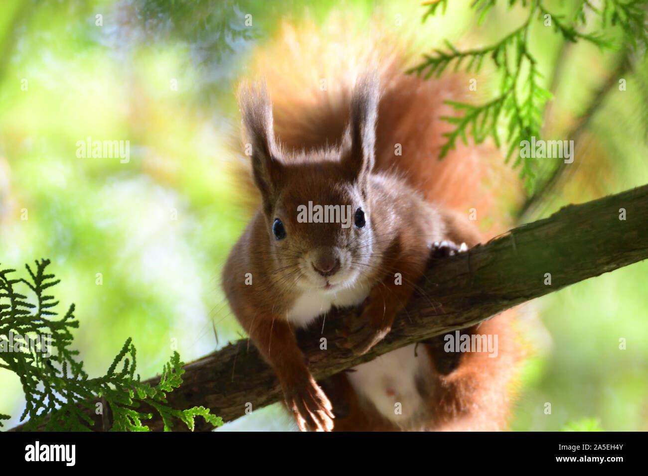 Eurasian red Squirrel climbs the tree branch in the forest Stock Photo ...
