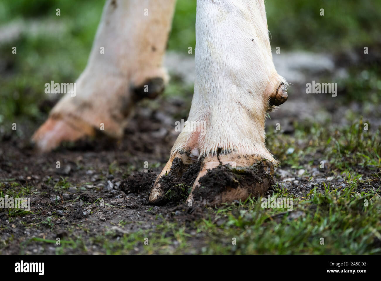 Cows feet hi-res stock photography and images - Alamy