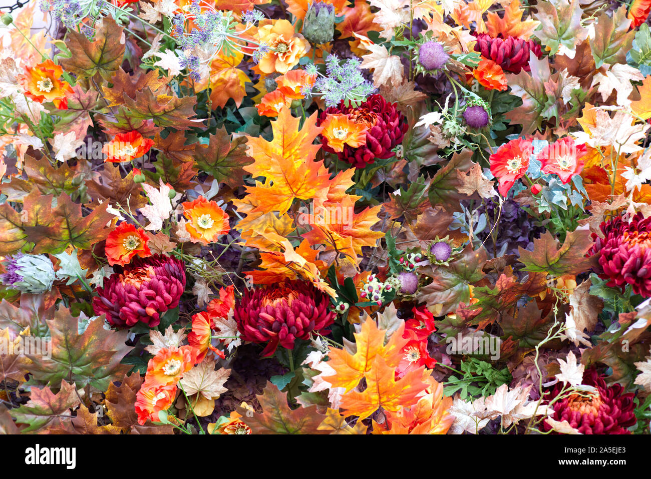 Autumn floral display Stock Photo - Alamy
