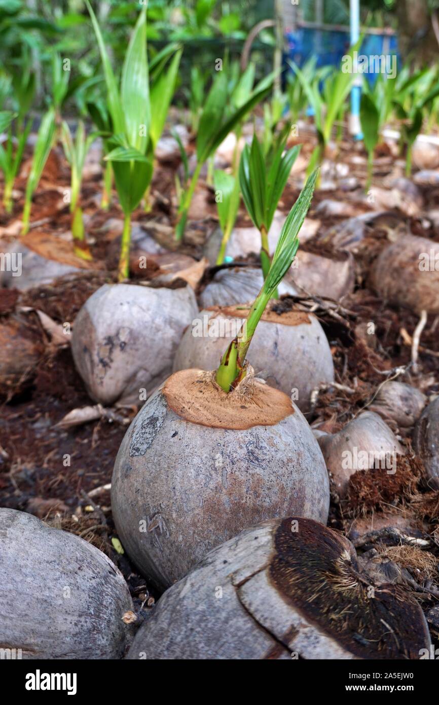 Born coconut tree hi-res stock photography and images - Alamy