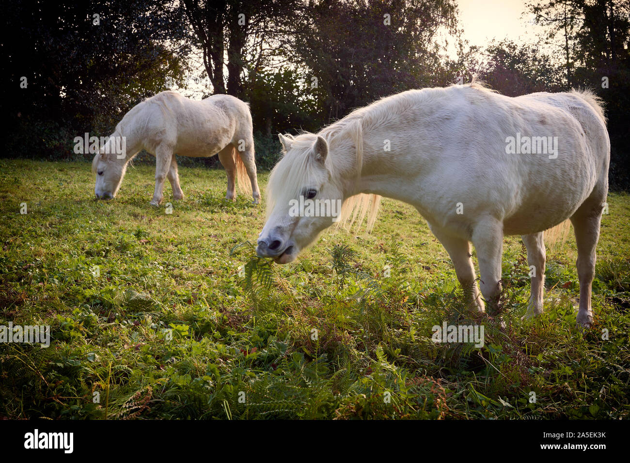 White ponies in a field next to the M4 in Cardiff, South Wales Stock ...