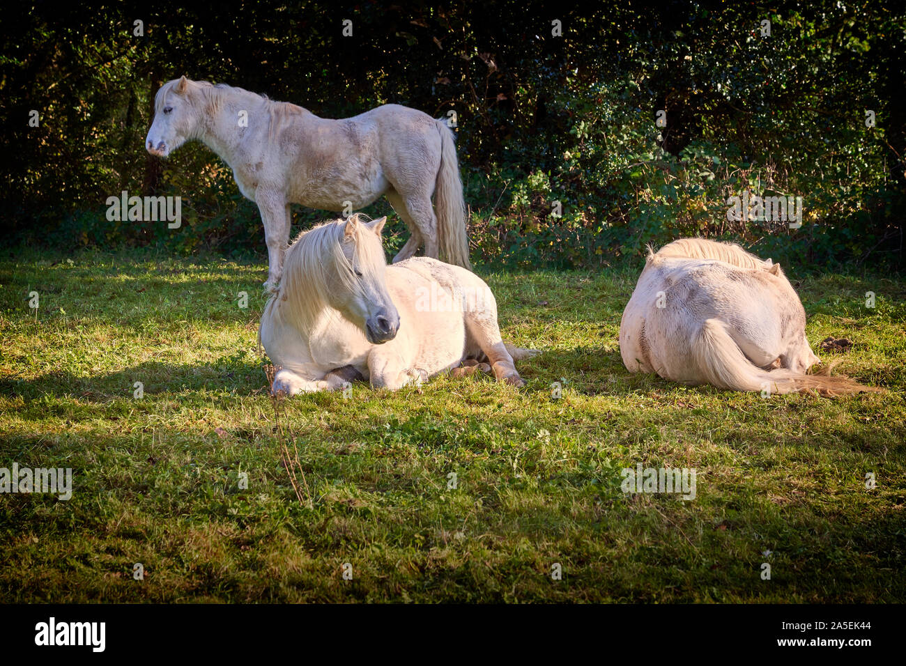 White ponies in a field next to the M4 in Cardiff, South Wales Stock ...