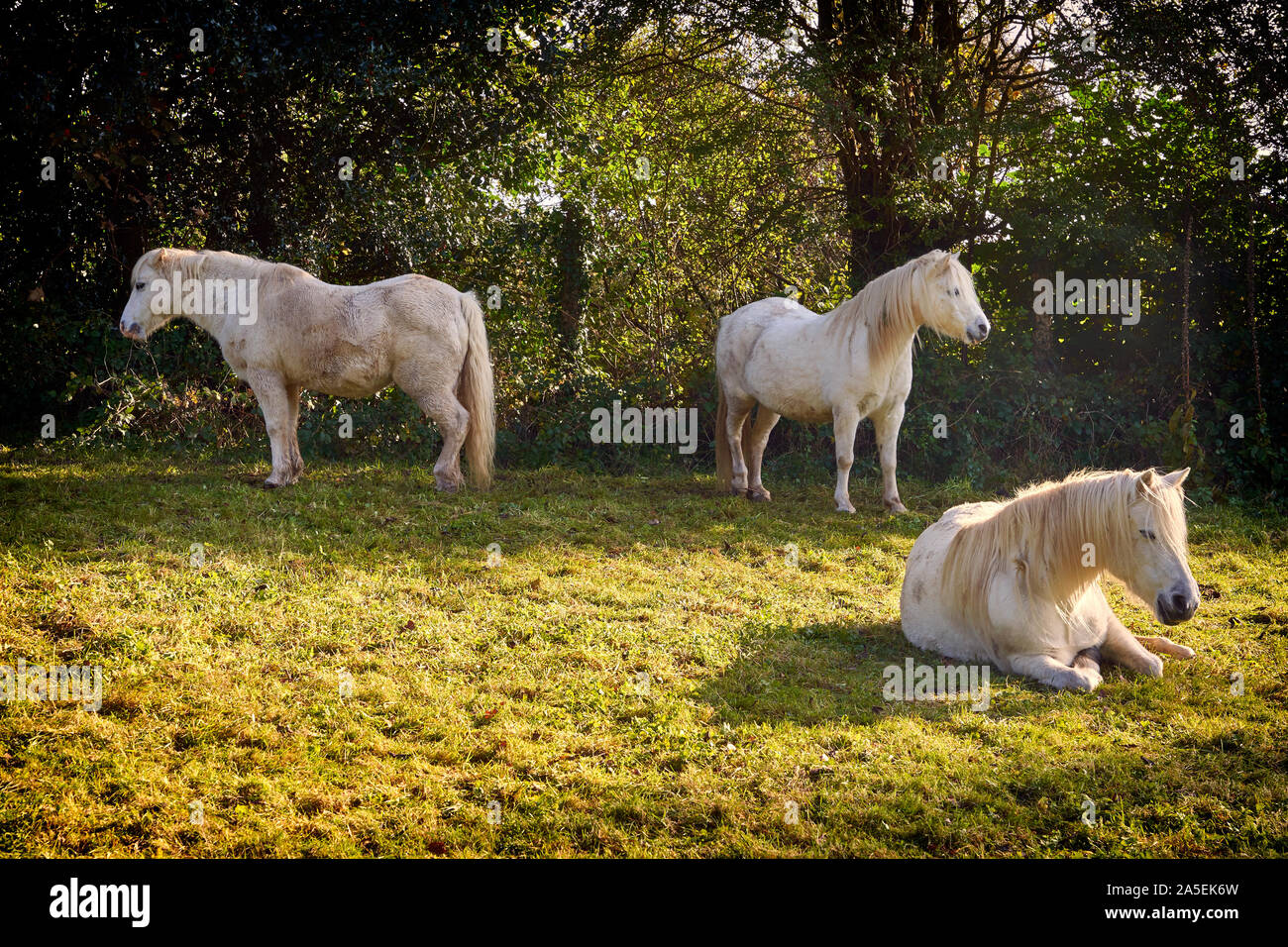 White ponies in a field next to the M4 in Cardiff, South Wales Stock ...