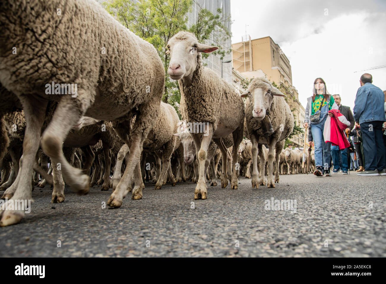 the celebrations of Transhumance is an event that has been held in ...