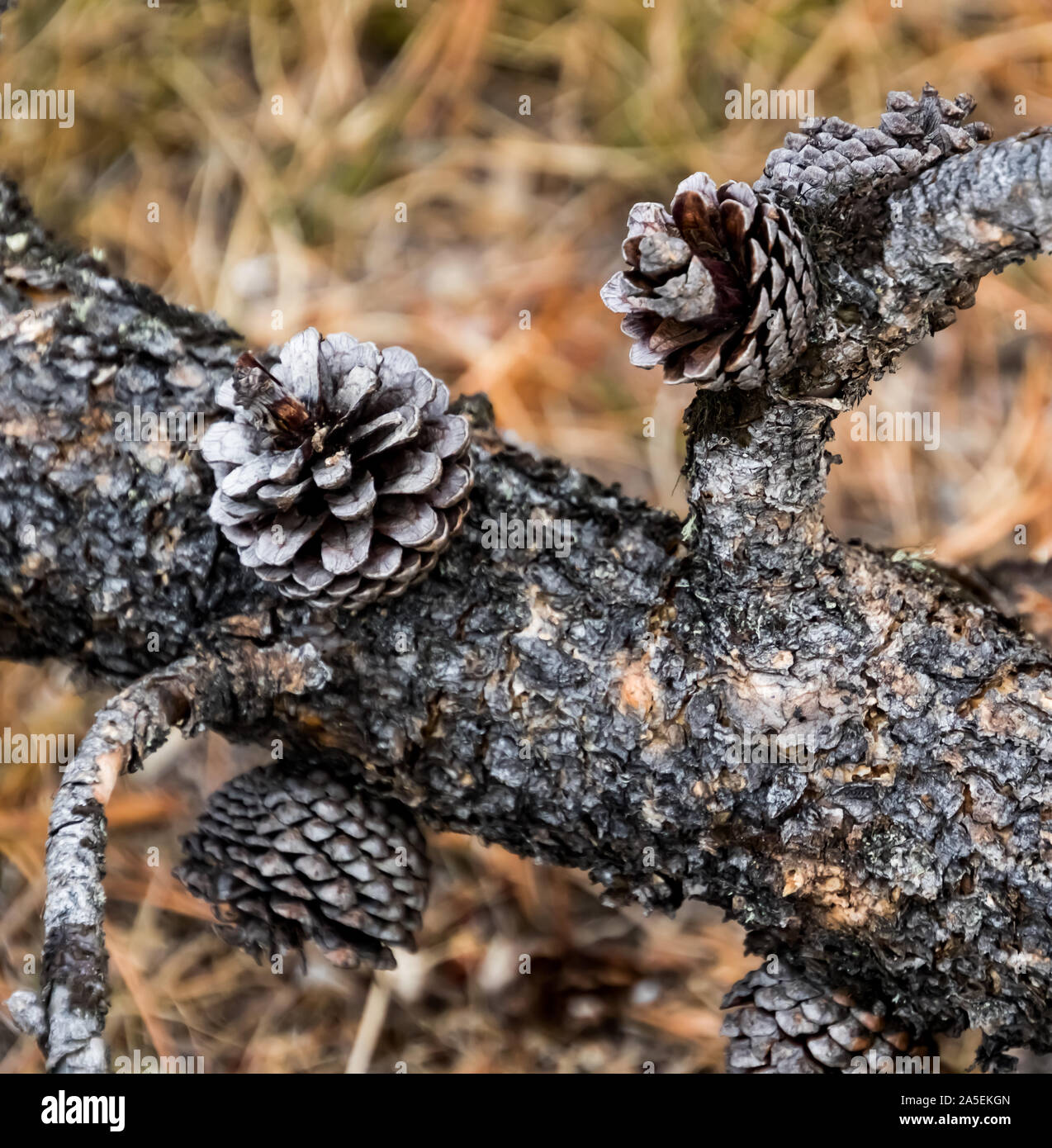 Rustic pinecone branch Stock Photo - Alamy