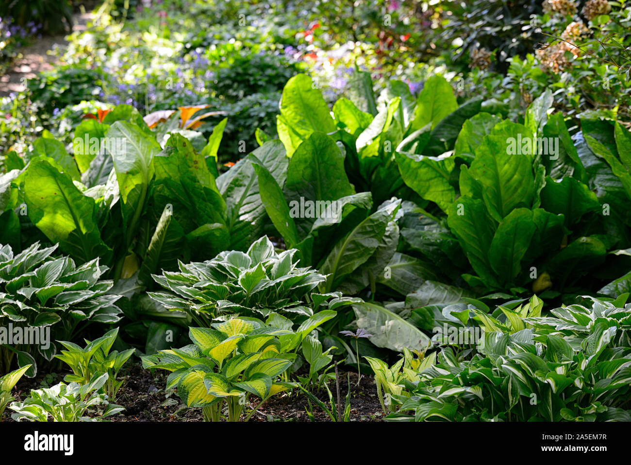 skunk cabbage,lysichiton americanus,hosta,hostas,leaves,foliage,wood ...