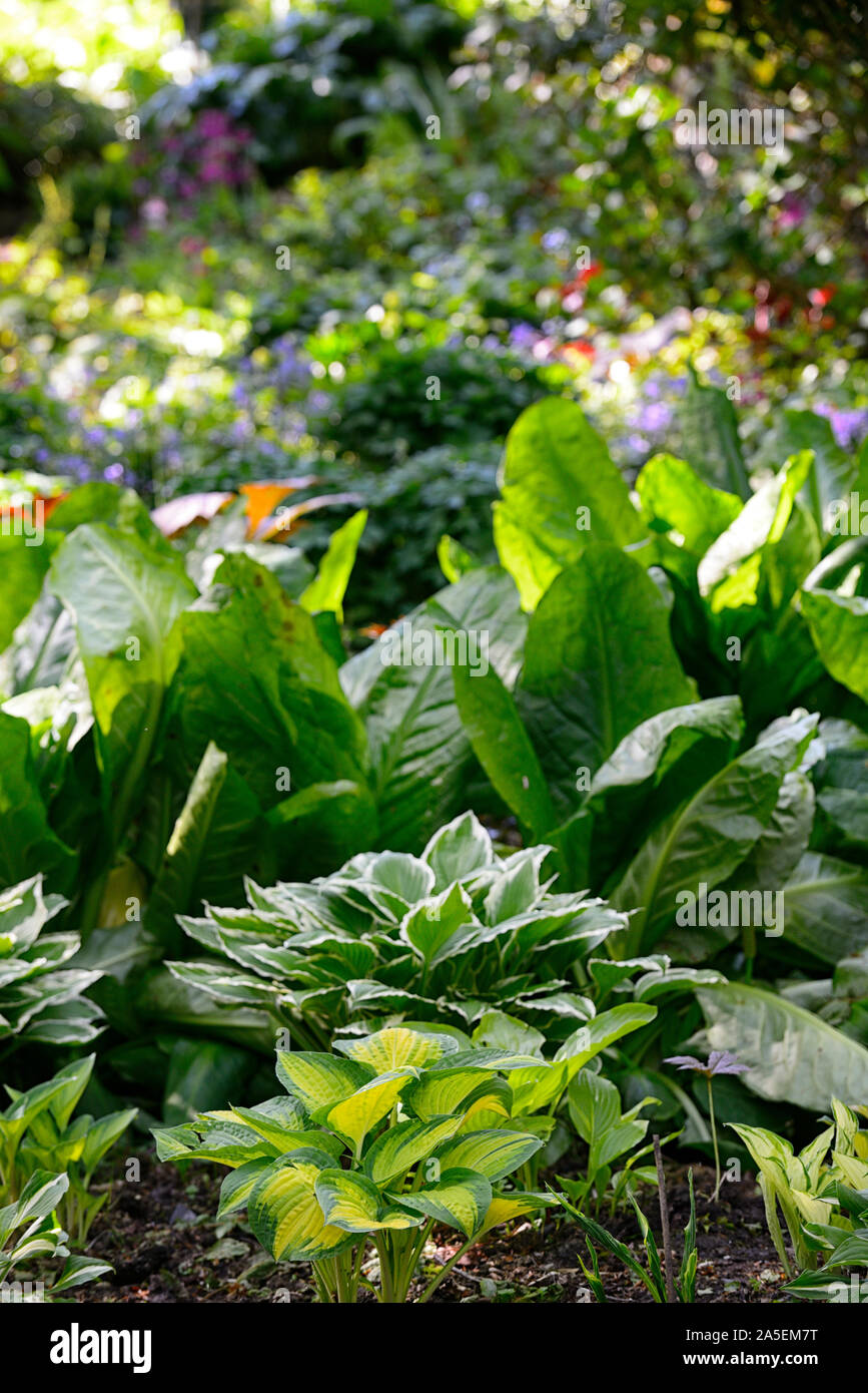 skunk cabbage,lysichiton americanus,hosta,hostas,leaves,foliage,wood ...