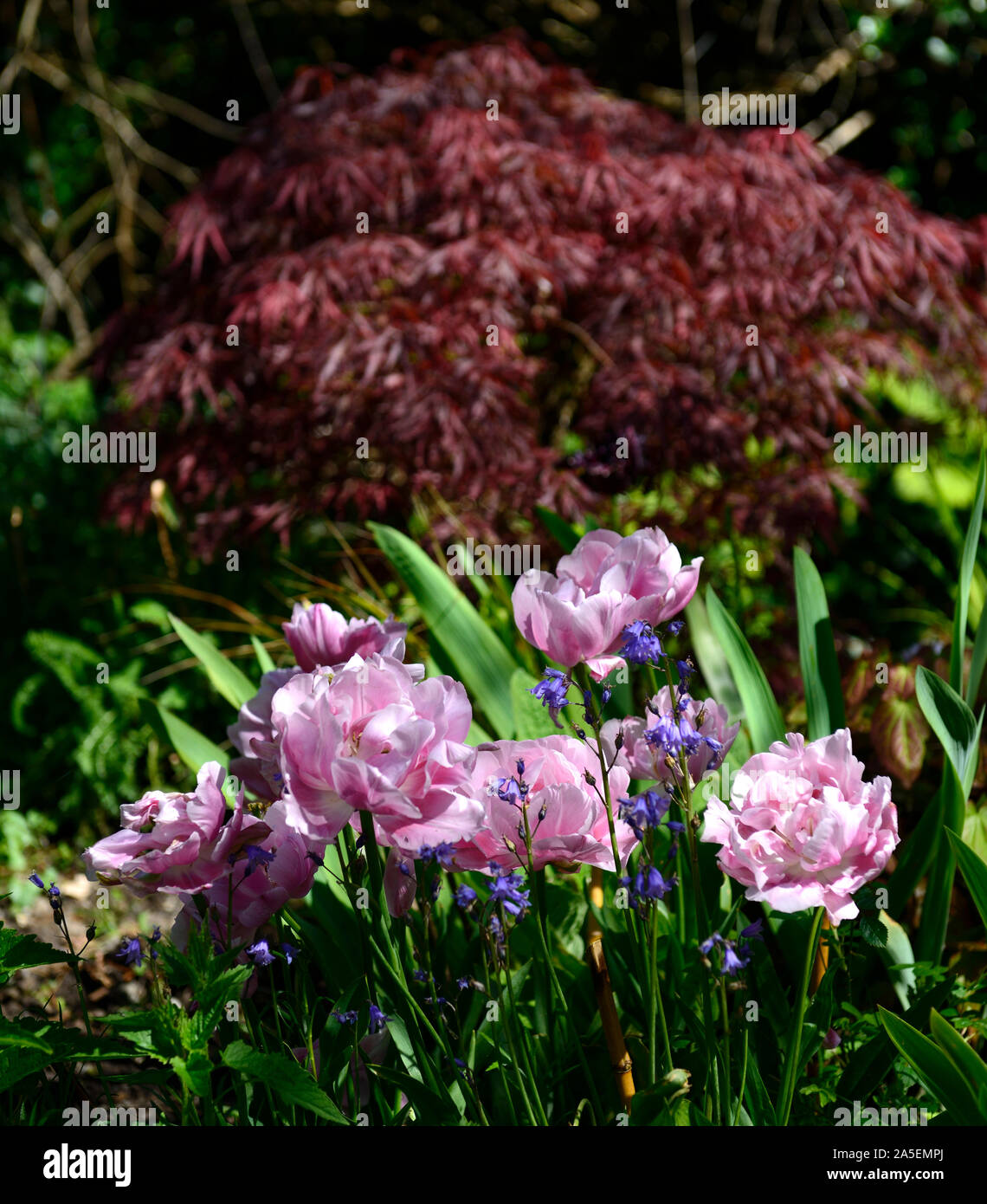 Angelique hi-res stock photography and images - Alamy