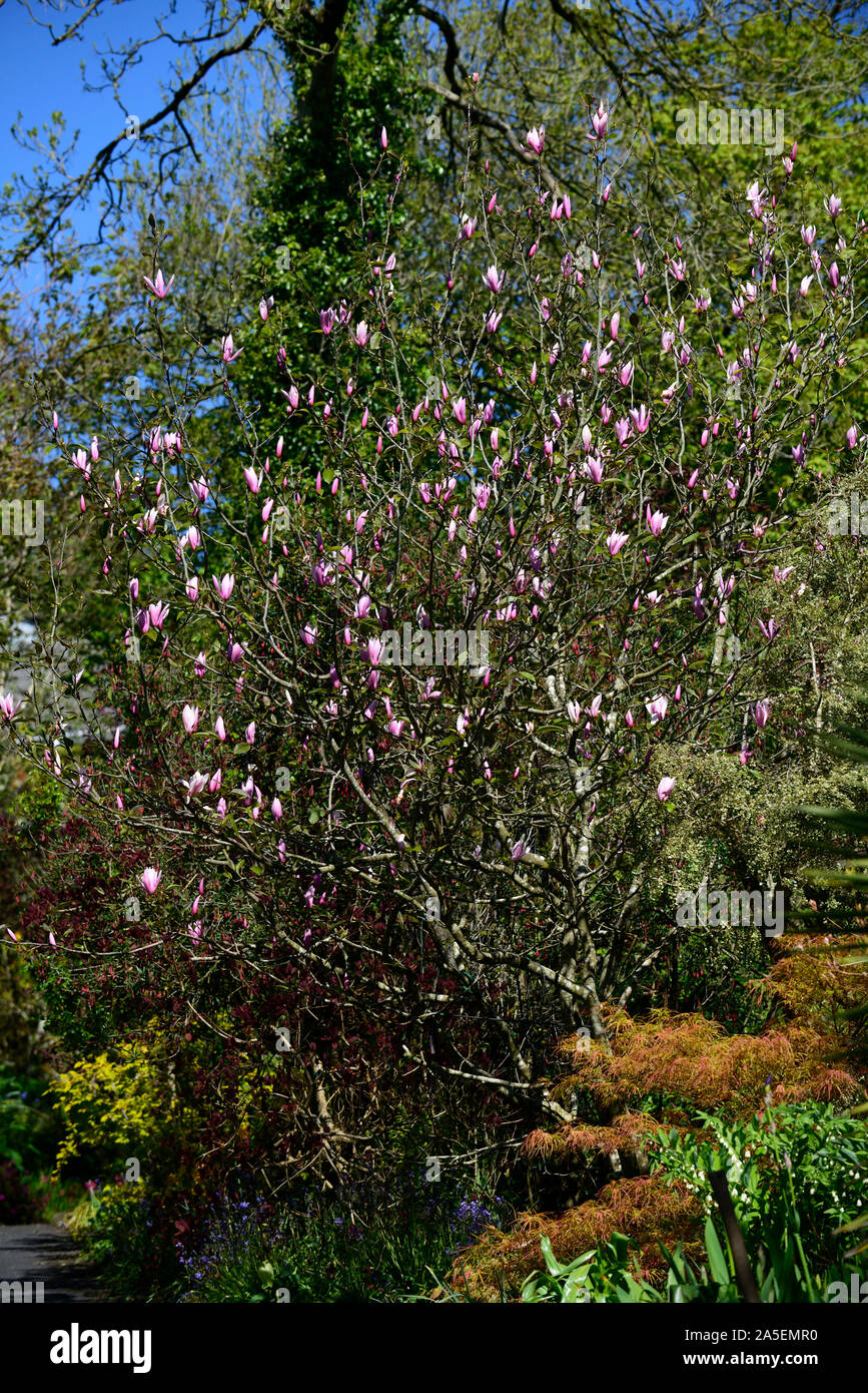 Blue magnolia tree hi-res stock photography and images - Alamy