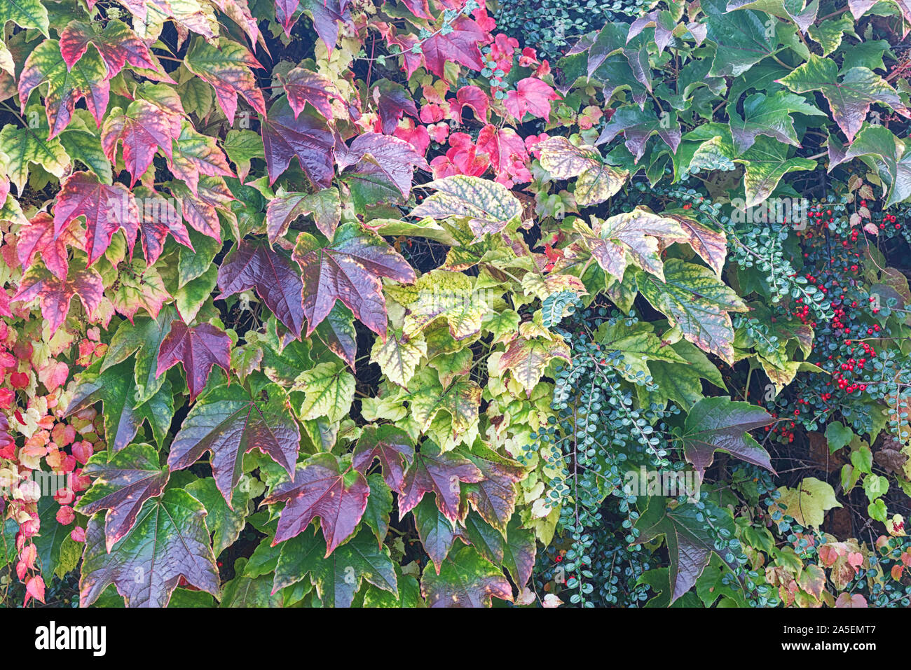Autumn splendor leaves changing Stock Photo - Alamy