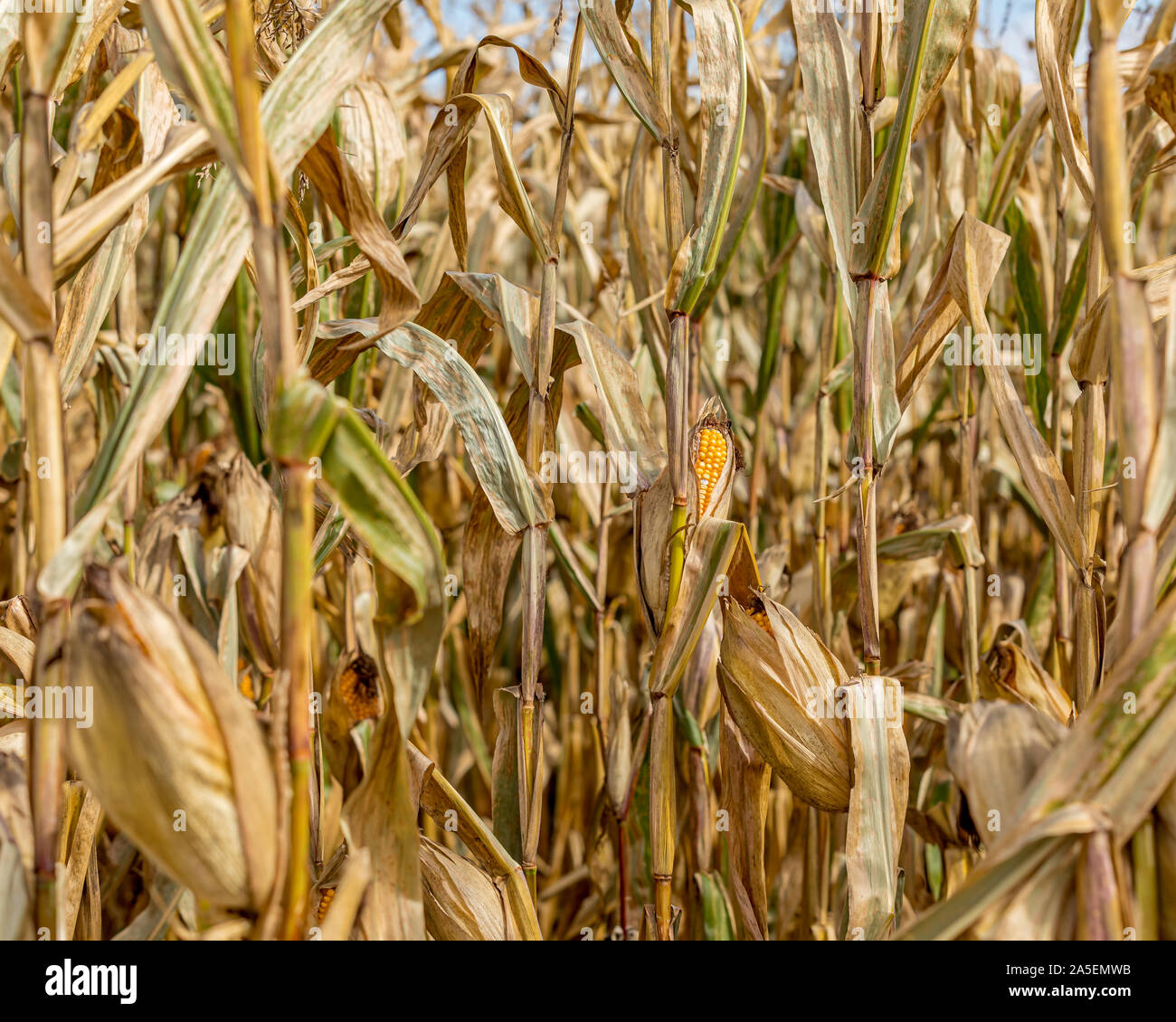 Mature ear of corn drying on cornstalk. Husk open exposing golden ...