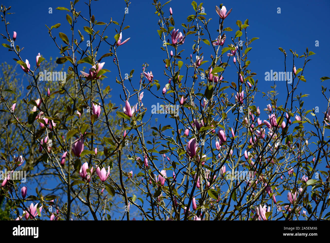 Blue magnolia tree hi-res stock photography and images - Alamy