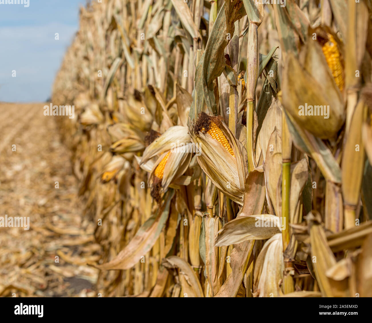 Mature ear of corn drying on cornstalk. Husk open exposing golden ...