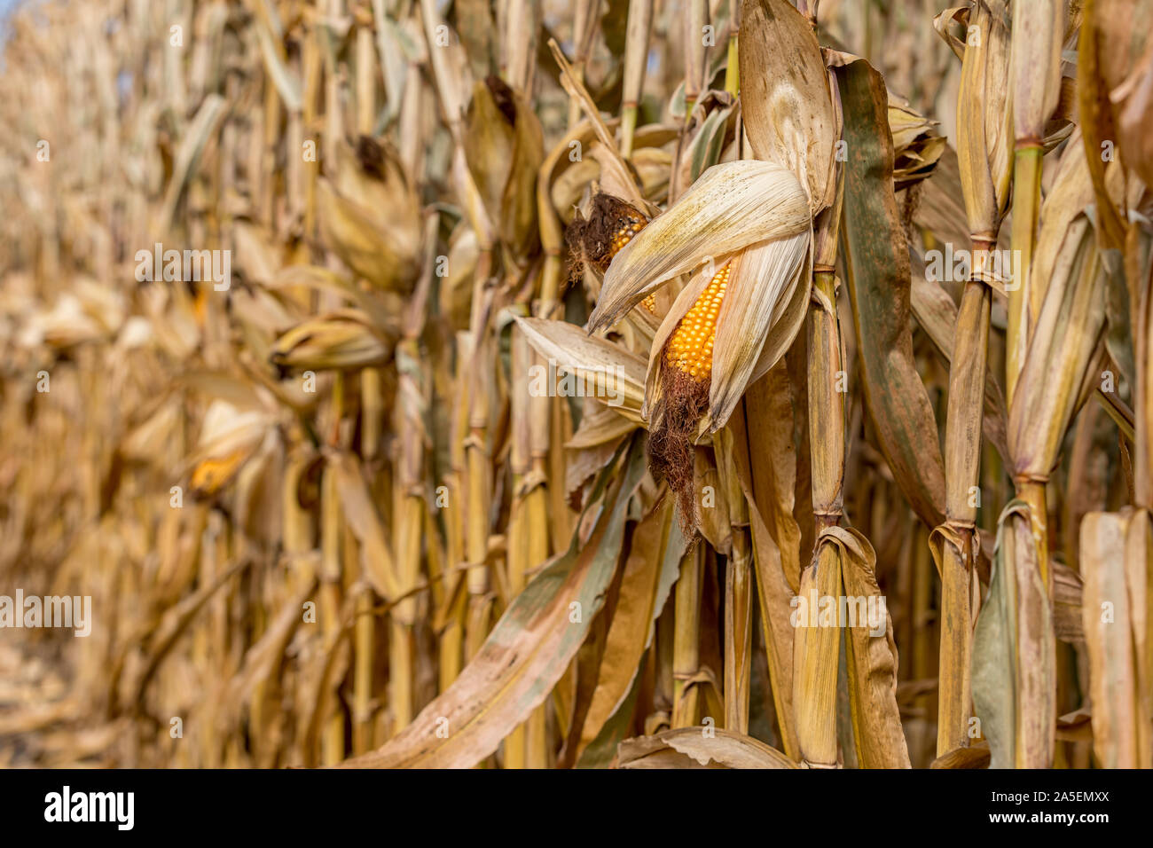 Mature ear of corn drying on cornstalk. Husk open exposing golden ...