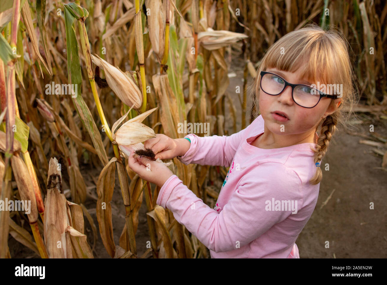 Child corn maze hi-res stock photography and images - Alamy