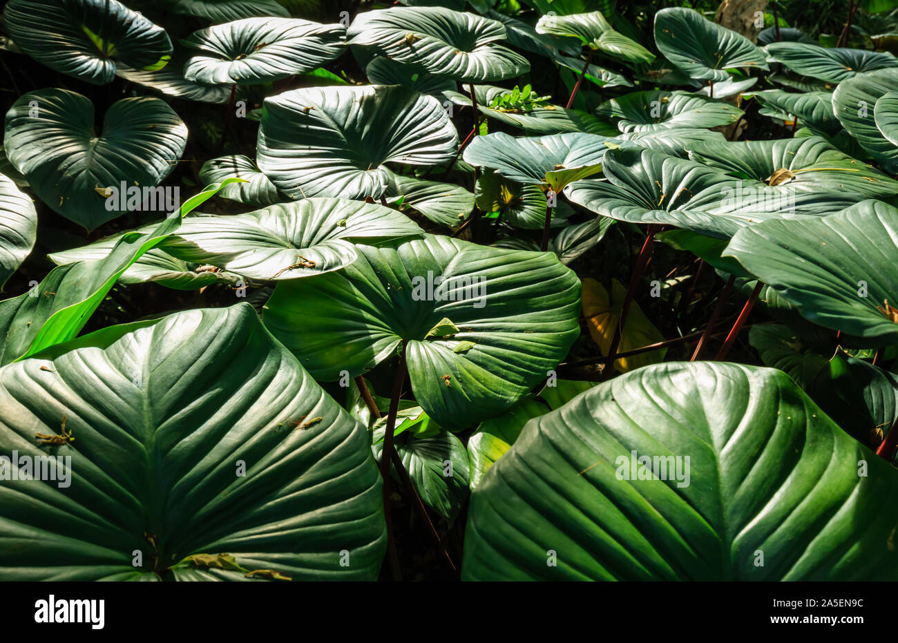 circle plant big leaf closeup view background Stock Photo - Alamy