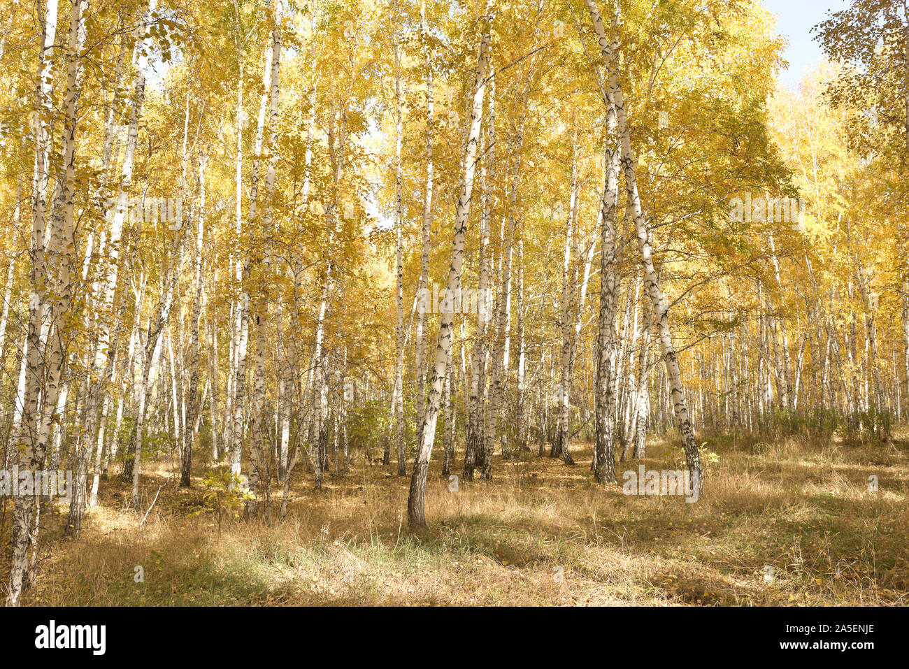Autumn in a forest Stock Photo - Alamy