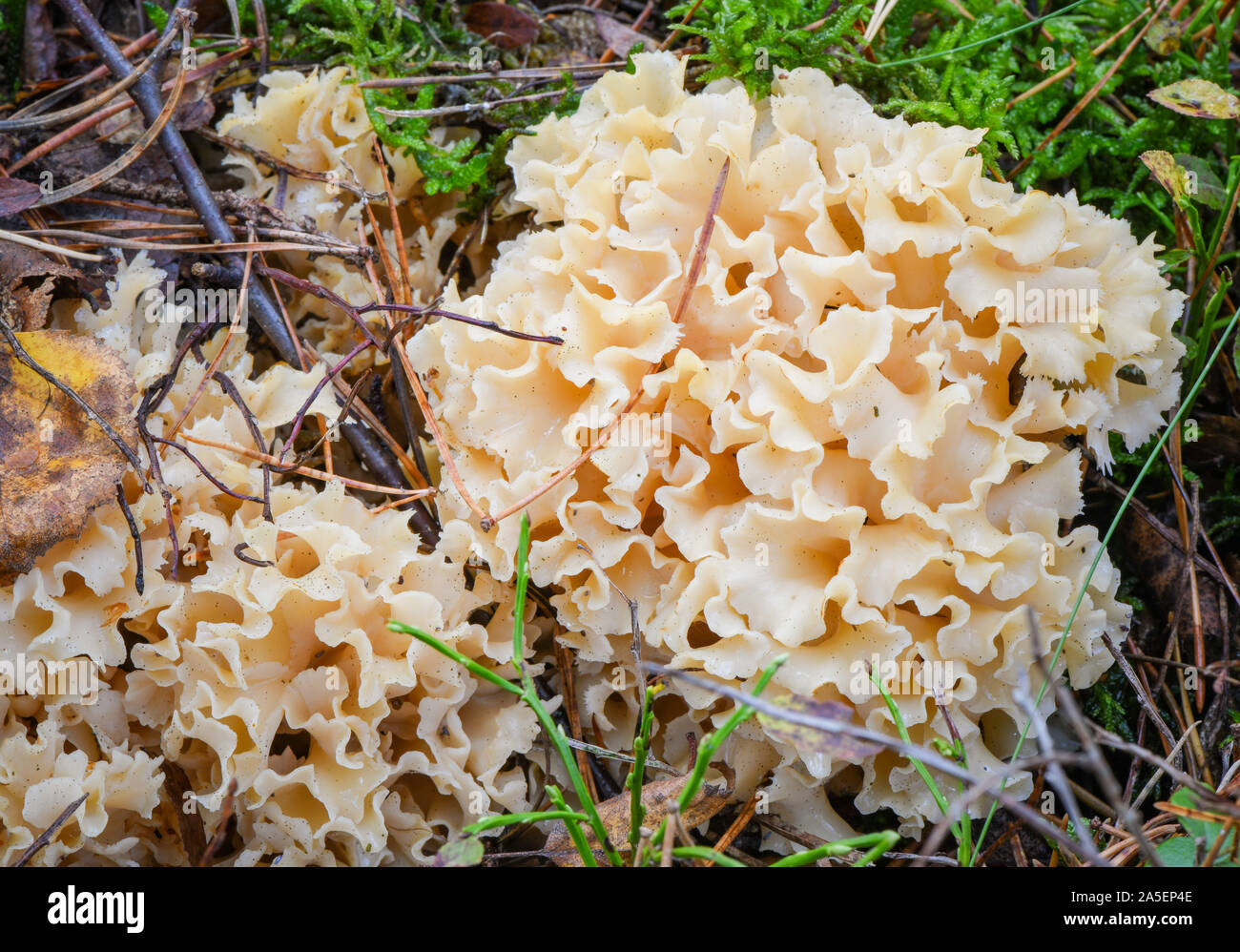 Ruffle mushroom hi-res stock photography and images - Alamy