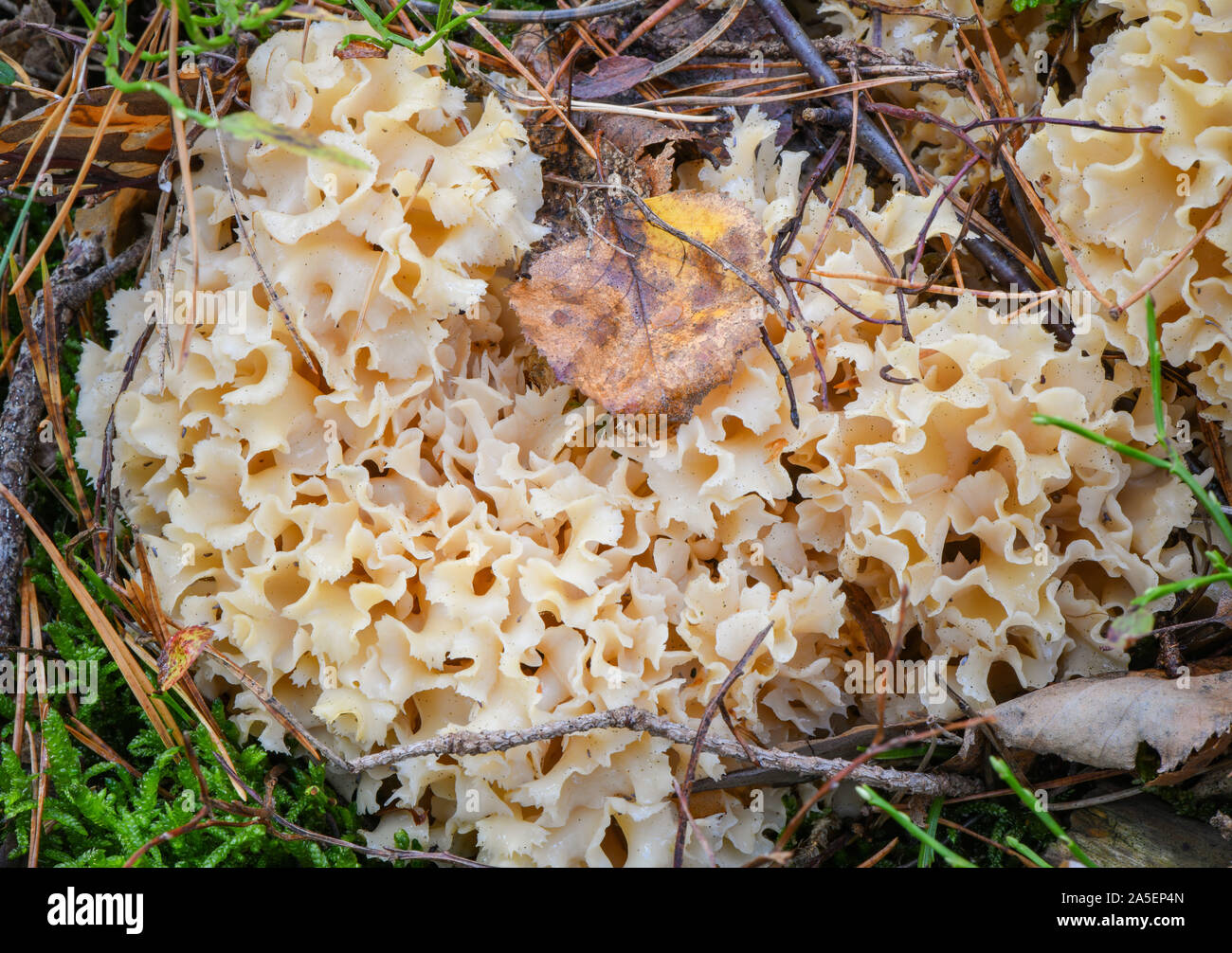 Ruffle mushroom hi-res stock photography and images - Alamy