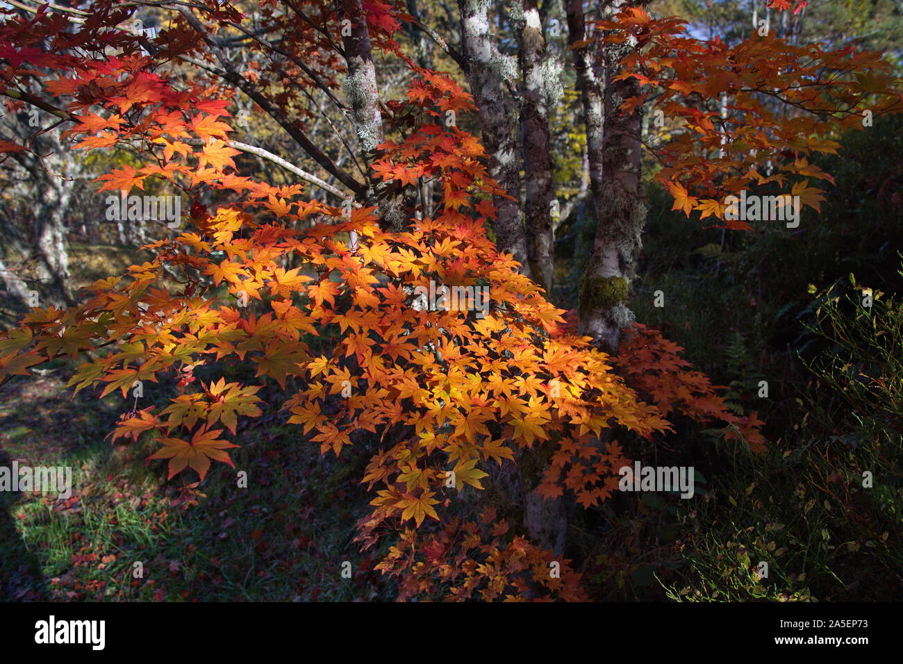 Fall colors from Bergen Stock Photo - Alamy