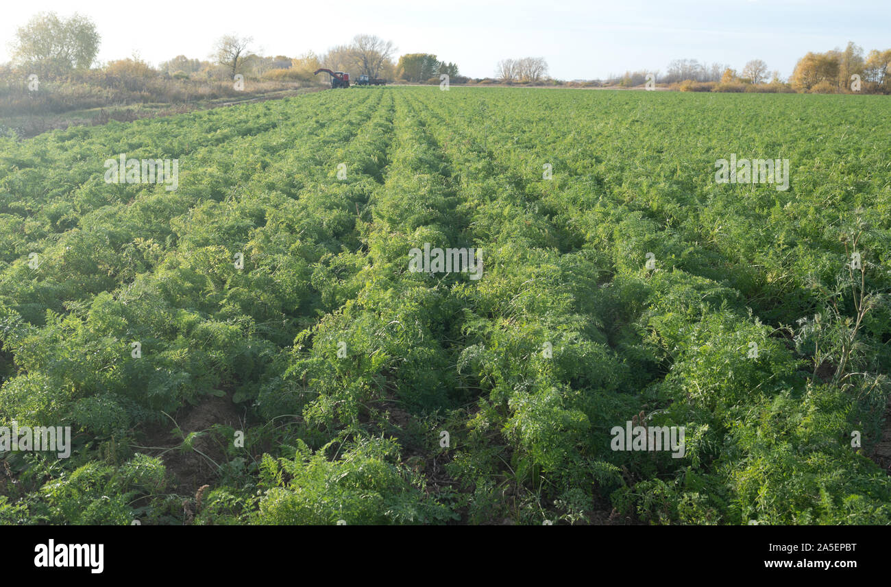 Carrot field water hi-res stock photography and images - Alamy