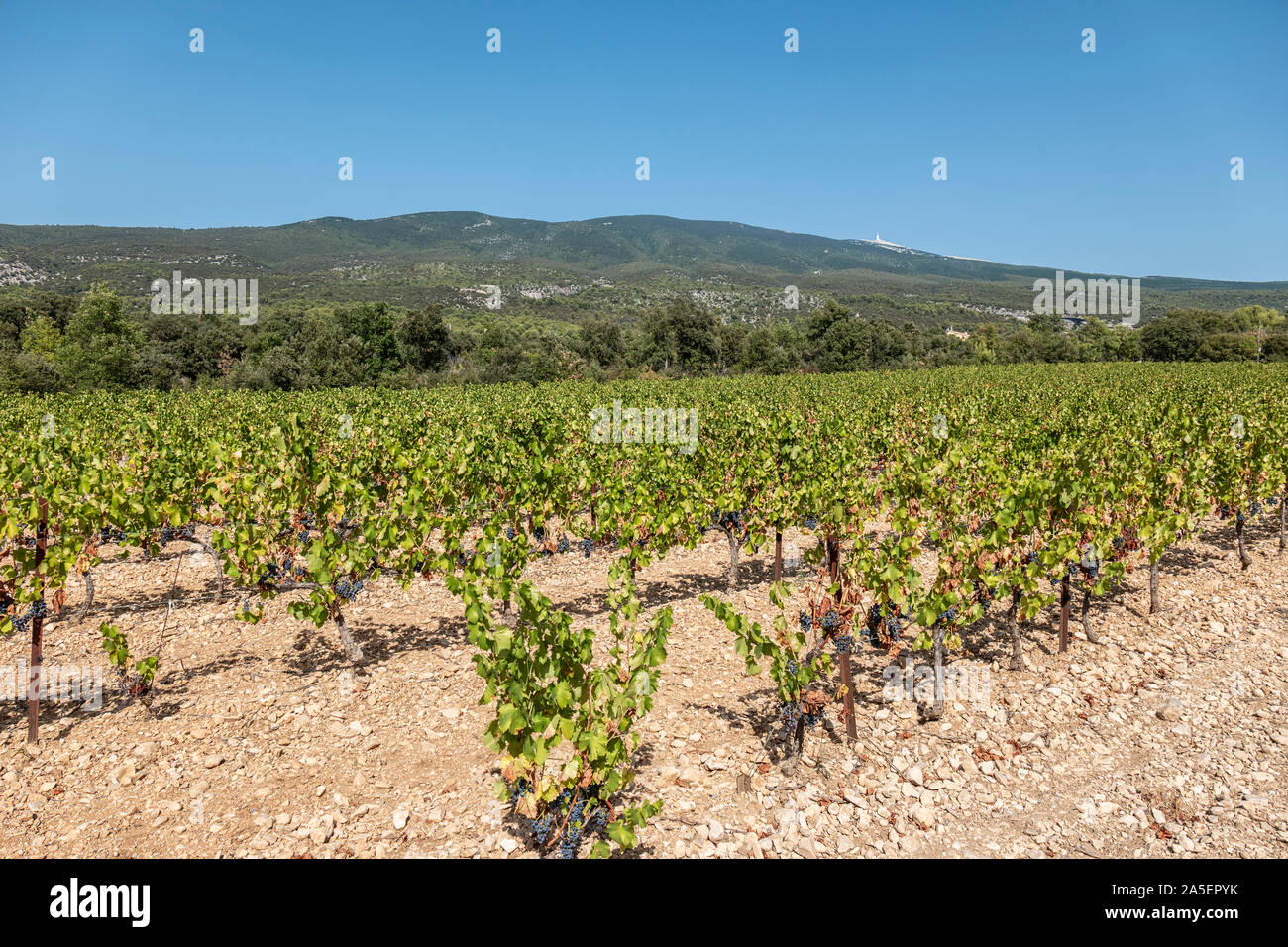 Ventoux wine region hi-res stock photography and images - Alamy