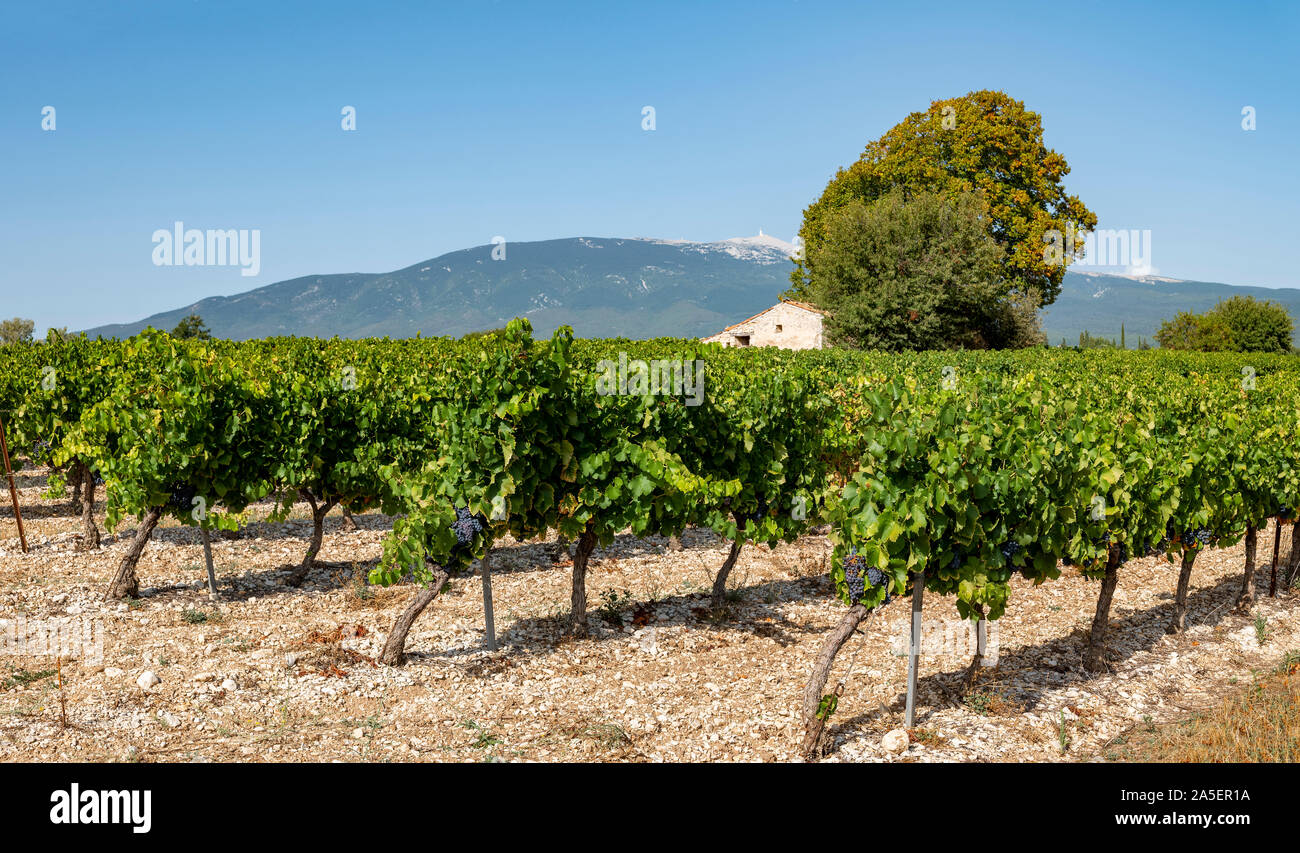 Ventoux wine region hi-res stock photography and images - Alamy