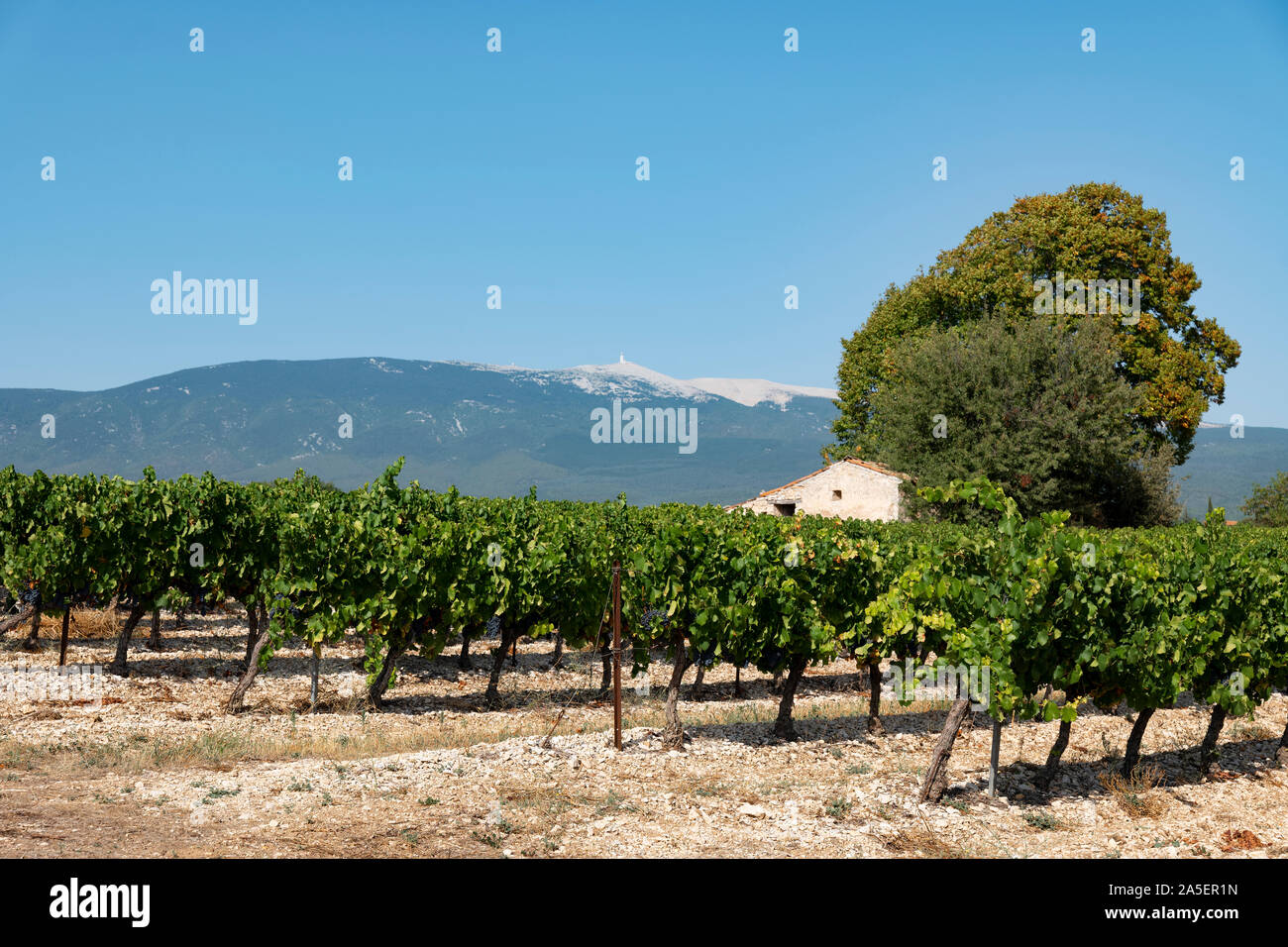 Ventoux wine region hi-res stock photography and images - Alamy