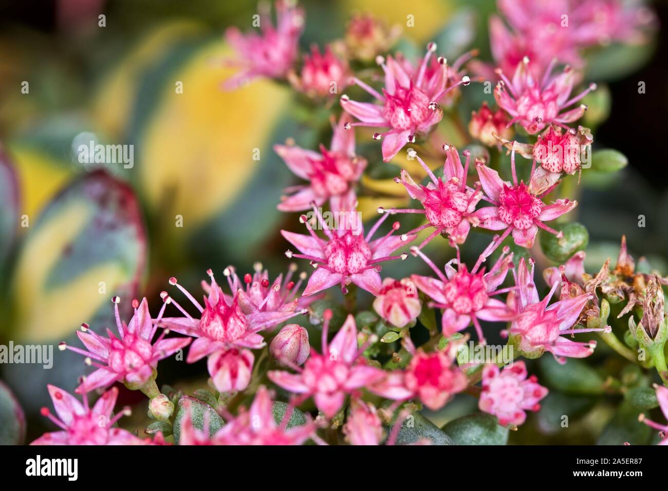 Pink Star Shaped Flowers