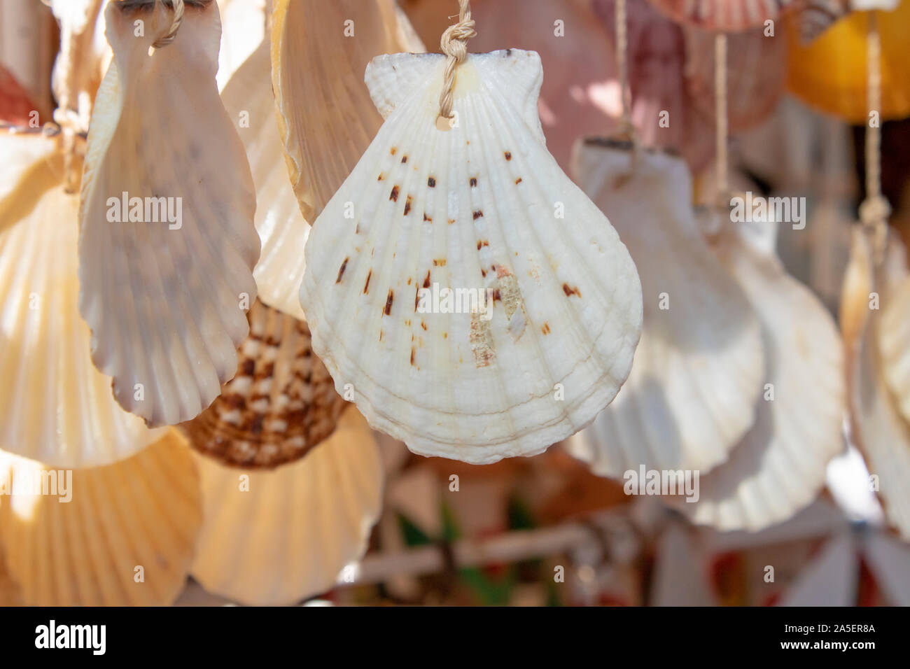 Sea shells. Different size and variety. Store for sale. Stack way Stock ...