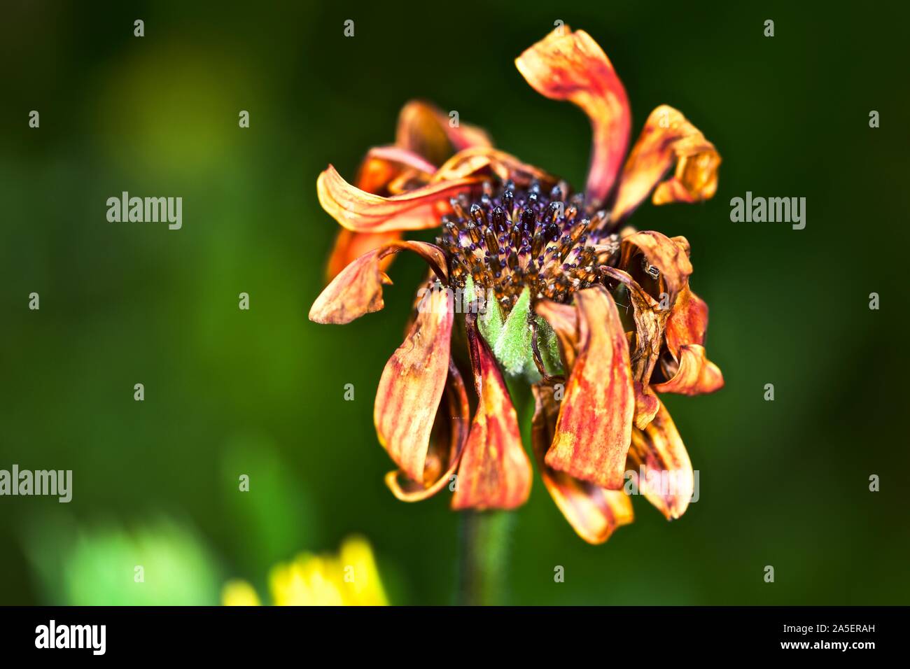 Isolated withering hi-res stock photography and images - Alamy