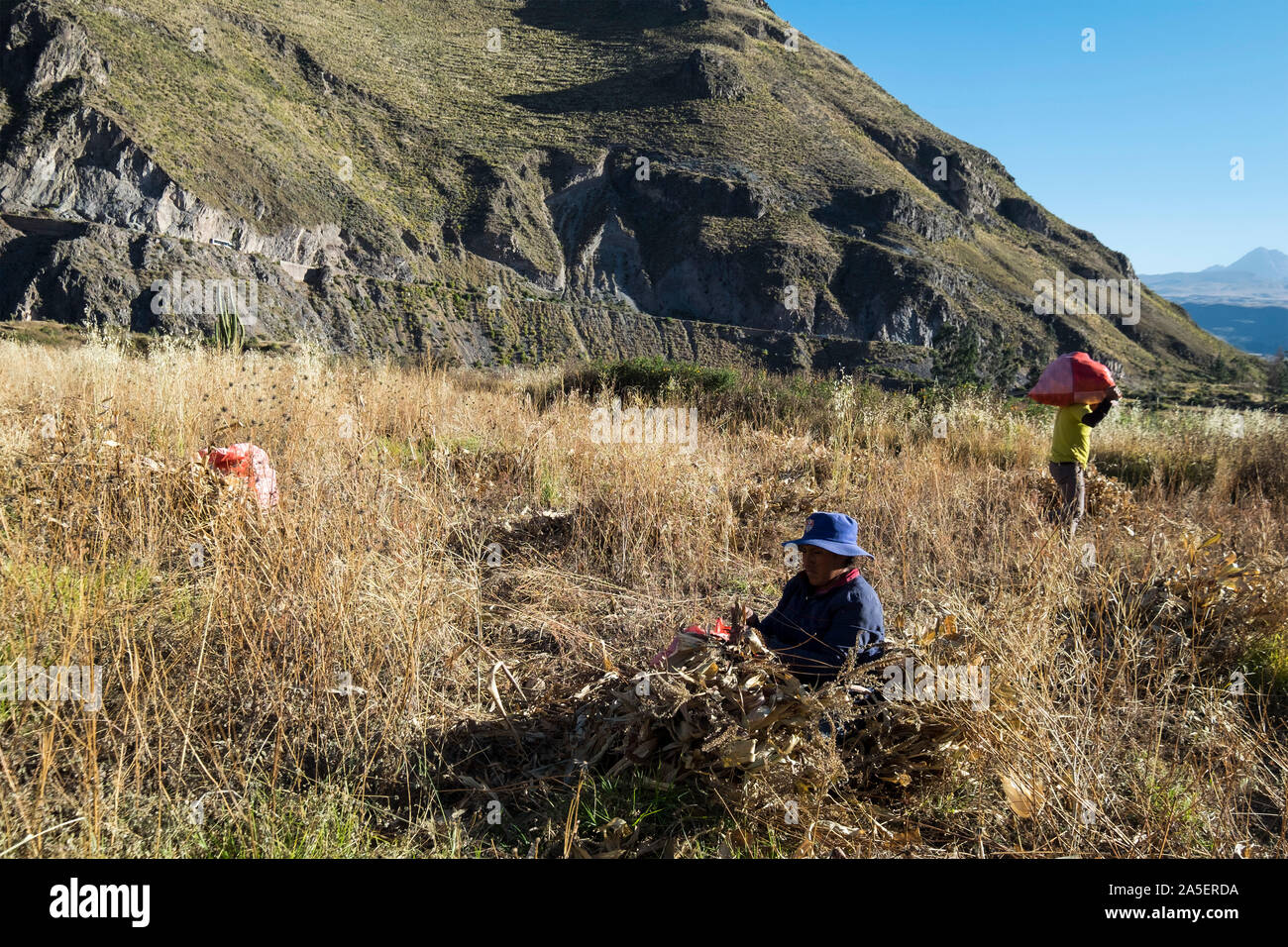 Digital farmer peru hi-res stock photography and images - Alamy