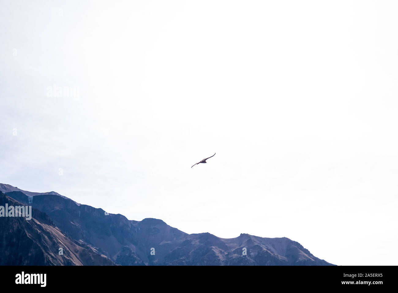 Ande condor hi-res stock photography and images - Alamy