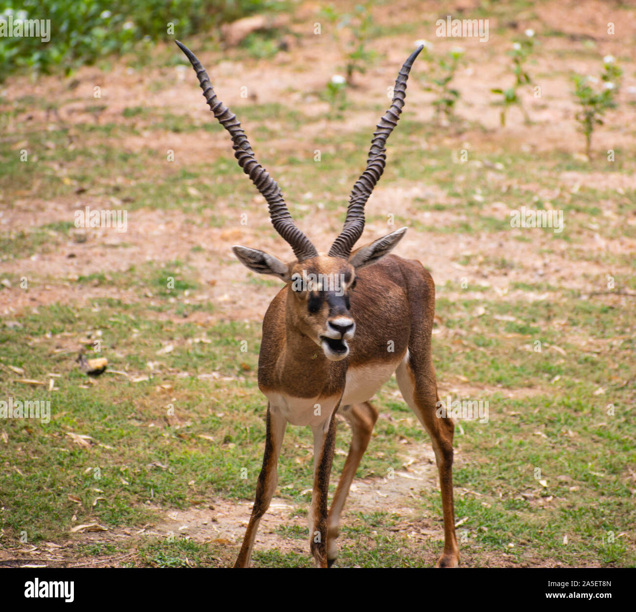 Antelope eating hi-res stock photography and images - Alamy