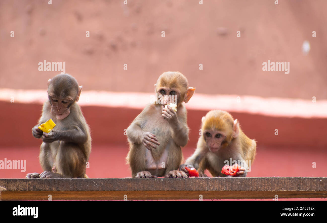 Macaque eating fruits hi-res stock photography and images - Alamy