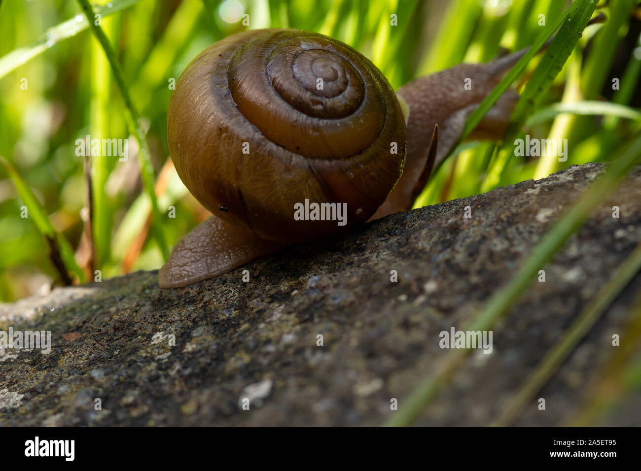 Tree snail trail hi-res stock photography and images - Alamy