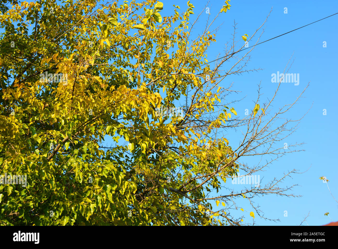 Autumn time, a beautiful bright green mulberry tree with yellow leaves ...