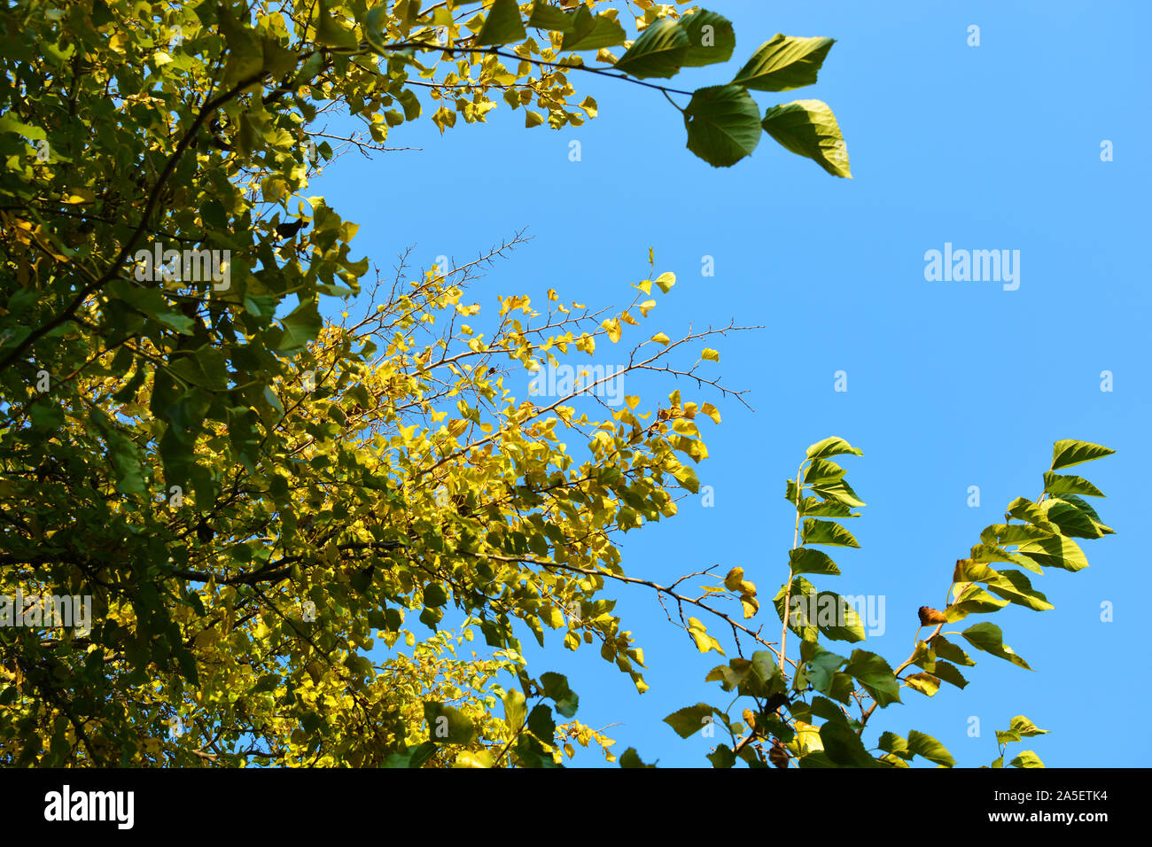 Mulberry tree hi-res stock photography and images - Alamy