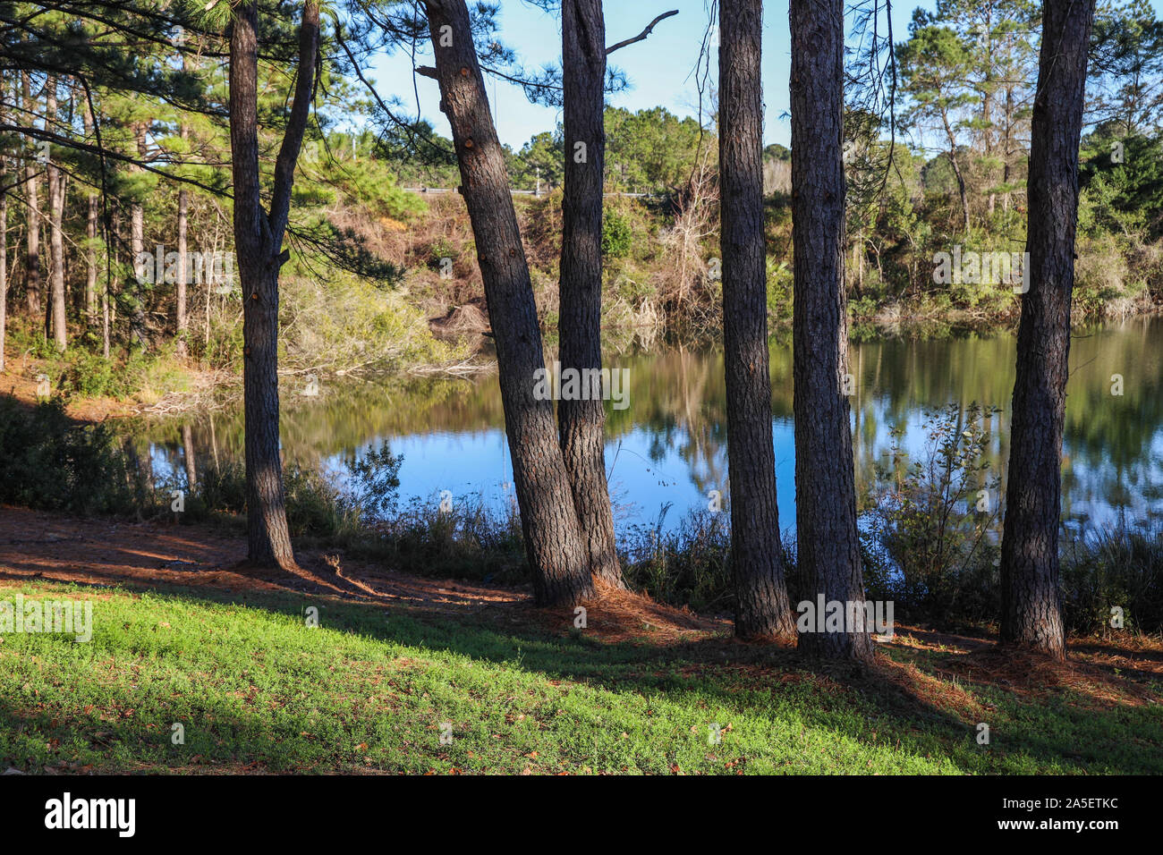 Wooded pond hi-res stock photography and images - Alamy
