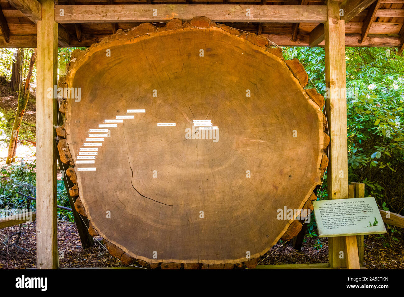 Big Basin Redwood State Park, Tree Rings Stock Photo - Alamy