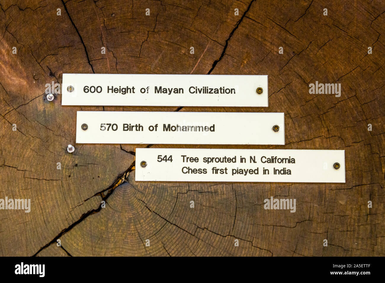 Redwood tree rings hi-res stock photography and images - Alamy