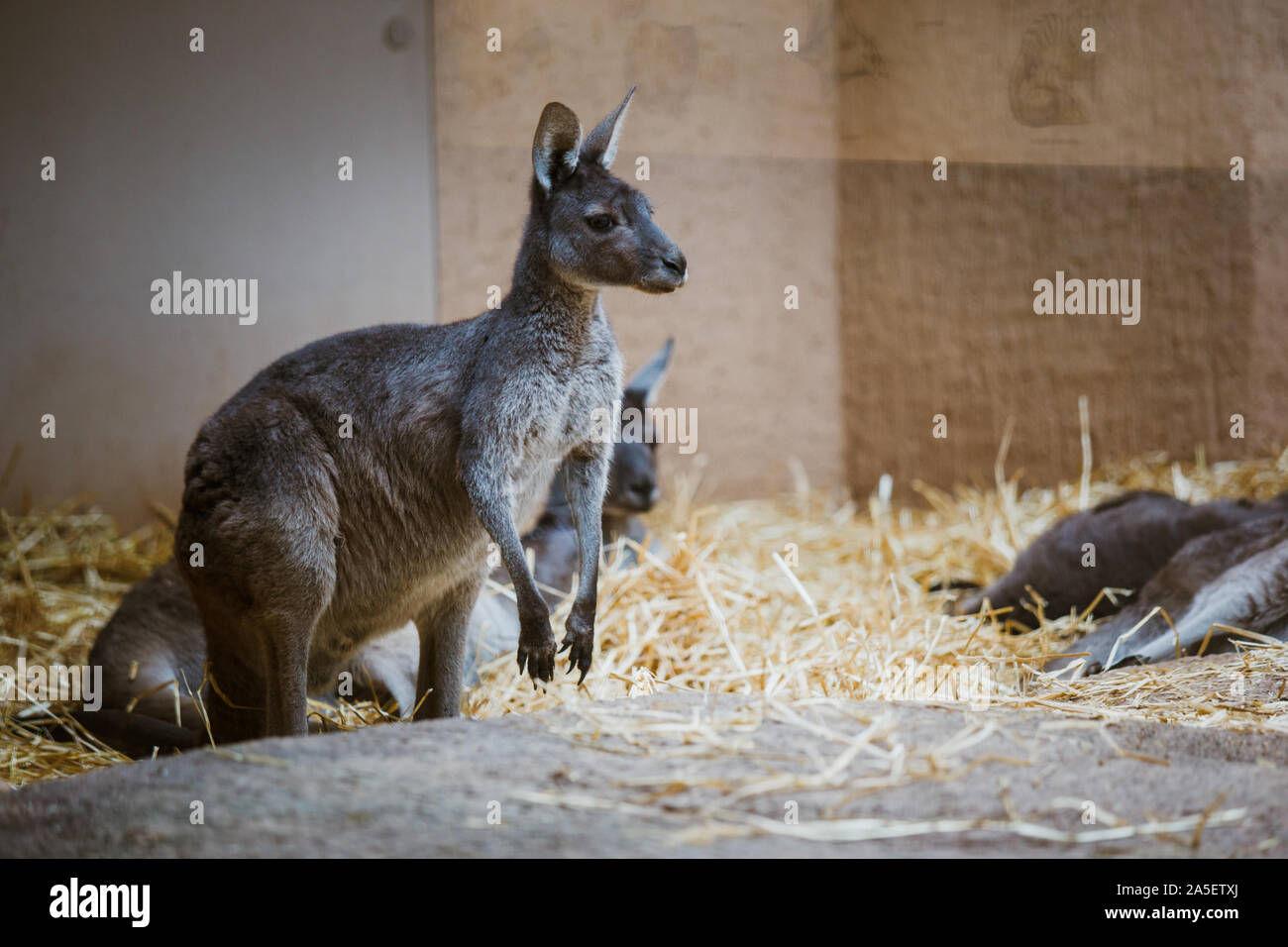 Kangaroo on hind legs hi-res stock photography and images - Alamy